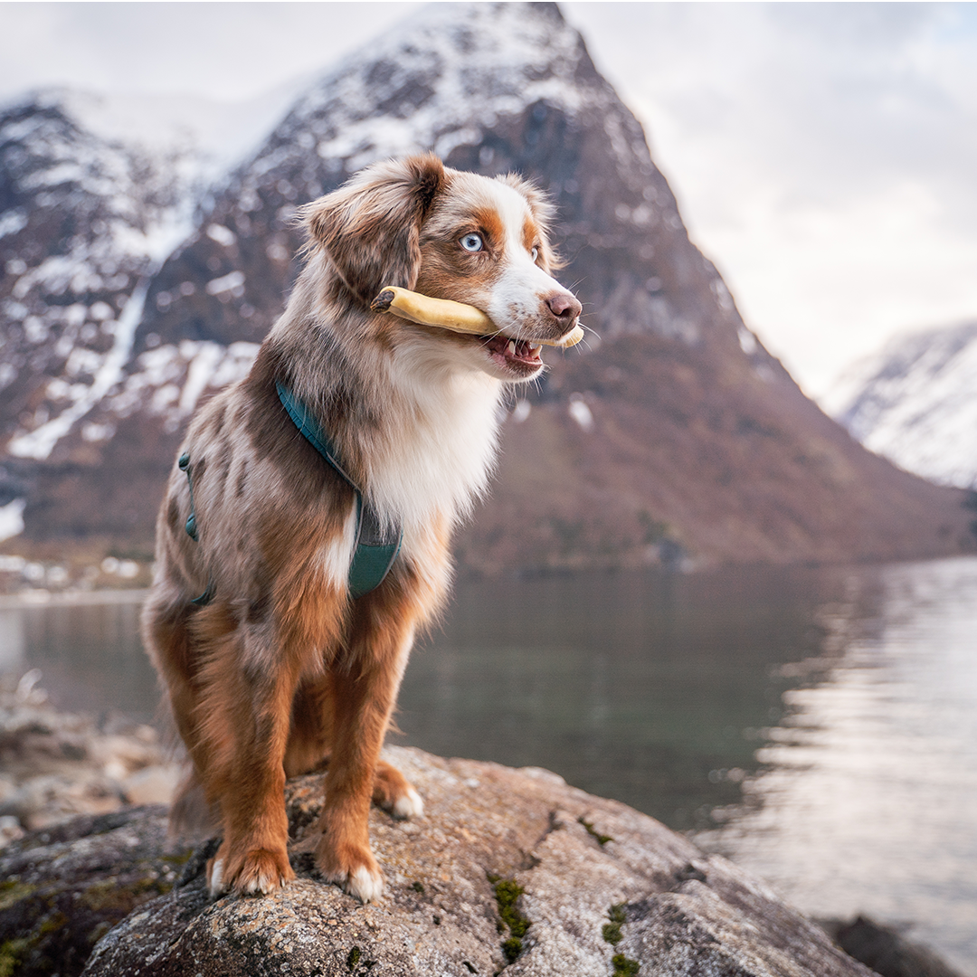 RAUH! Moose Bullet – Hay Horse